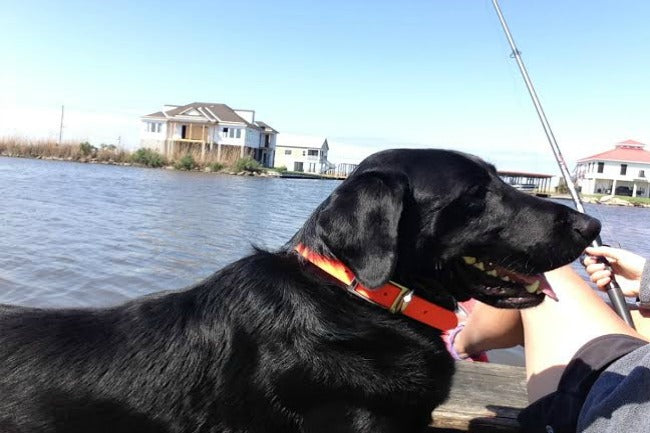 Bright Orange Hunting Dog Collar - Waterproof Personalized | Kippy & Co ...
